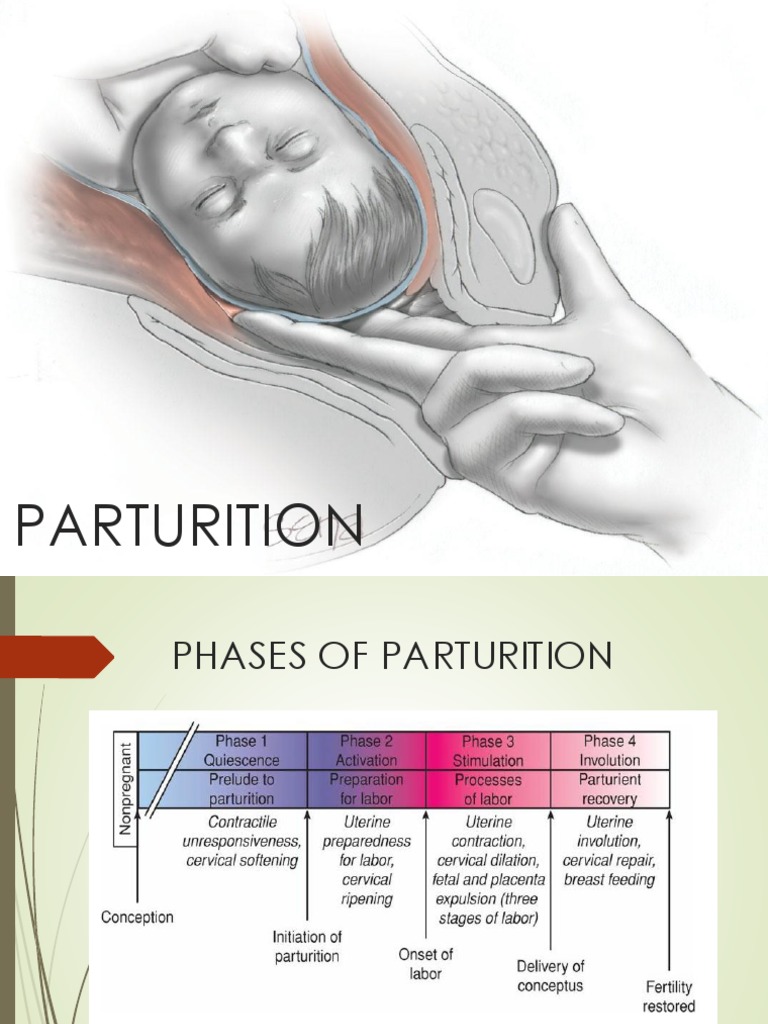 Bedah William Parturition INDONESIA | PDF