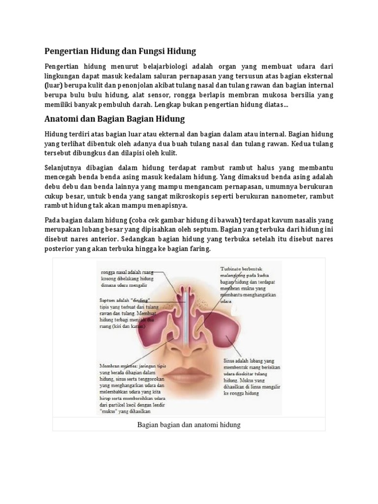 Bahan ANATOMI HIDUNG | PDF