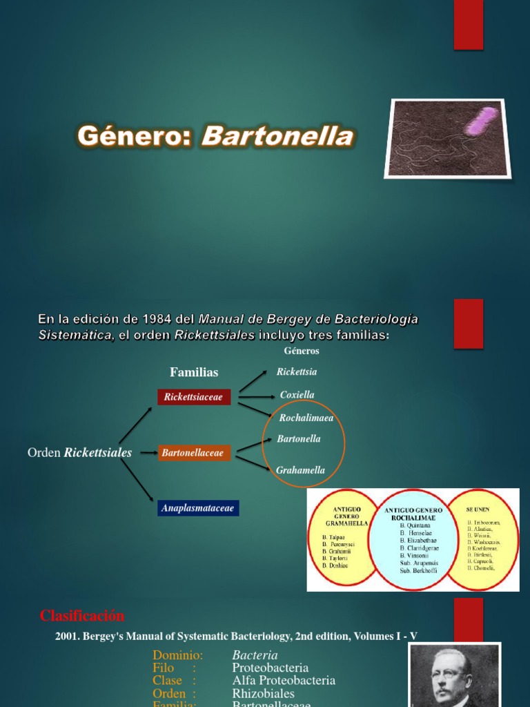 Genero Bartonella | PDF | Microorganismo | Las bacterias