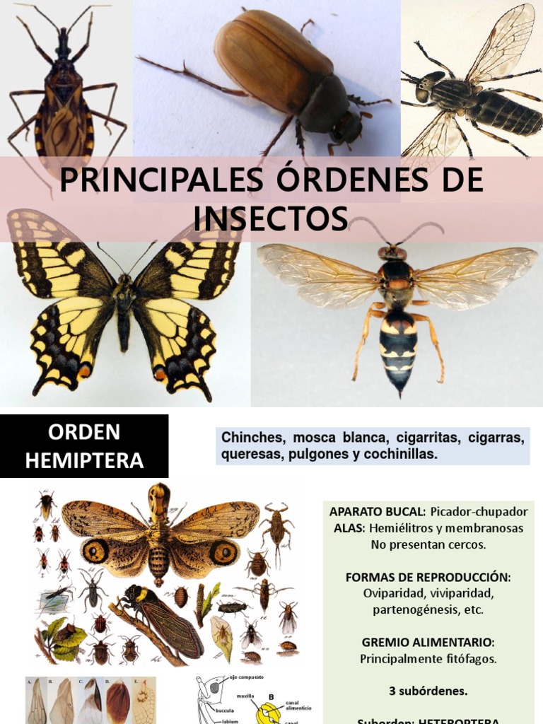 Principales órdenes de insectos y sus características | PDF | Mosca ...