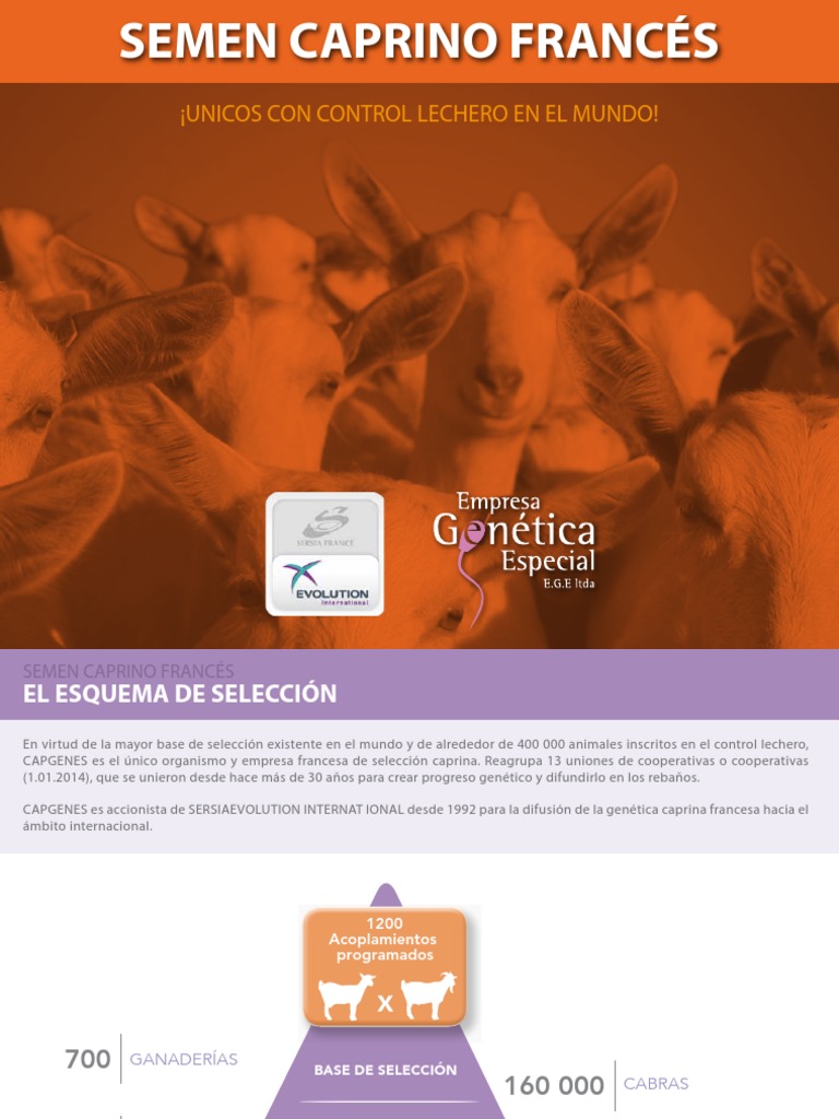 Genética Caprina Francesa: Innovación y Selección | PDF | Cabra | Francia