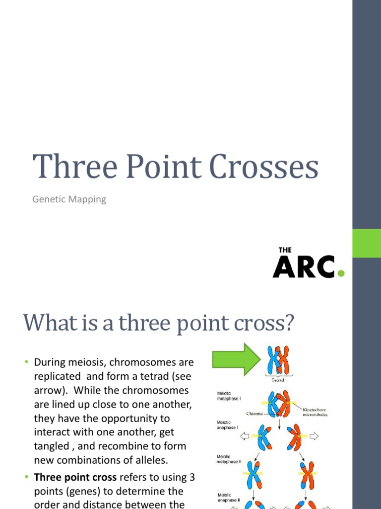 Three Point Crosses: Genetic Mapping | PDF | Allele | Zygosity