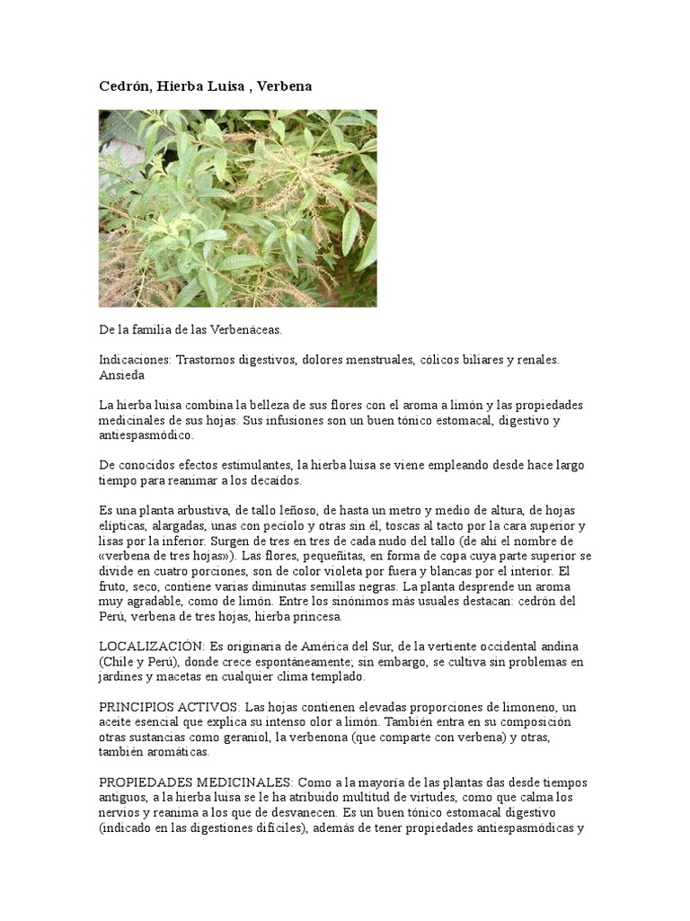 Cedrón | Plantas | Naturaleza