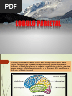 Lobulo de La Insula | PDF | Corteza Insular | Lóbulo temporal