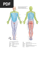 Peta Dermatome dan Inervasi Saraf | PDF