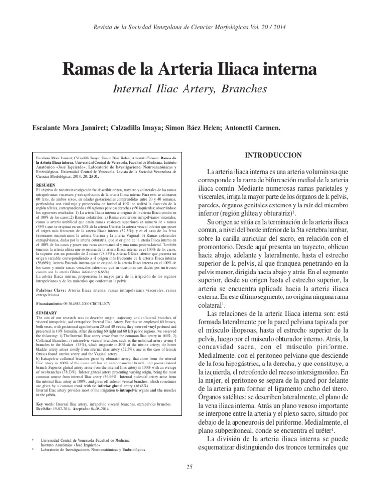 Ramas de La Arteria Iliaca Interna | PDF | Pelvis | Angiología