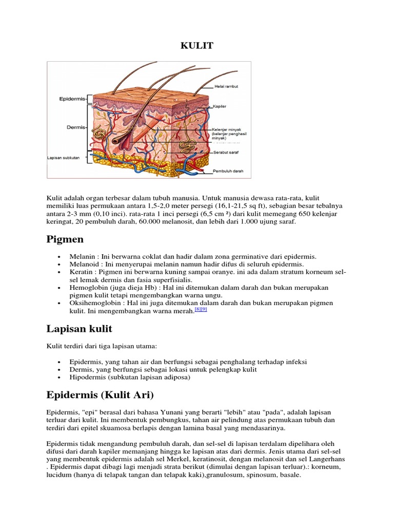Struktur dan Fungsi Kulit Manusia | PDF | Kesehatan Holistik | Sains ...