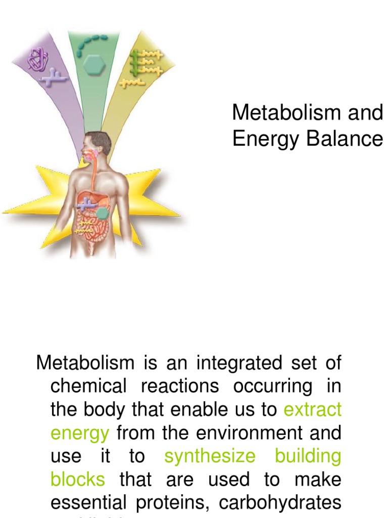 Metabolism and Energy Balance | Metabolic Pathway | Metabolism