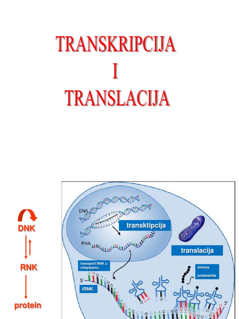 Transkr Transl | PDF