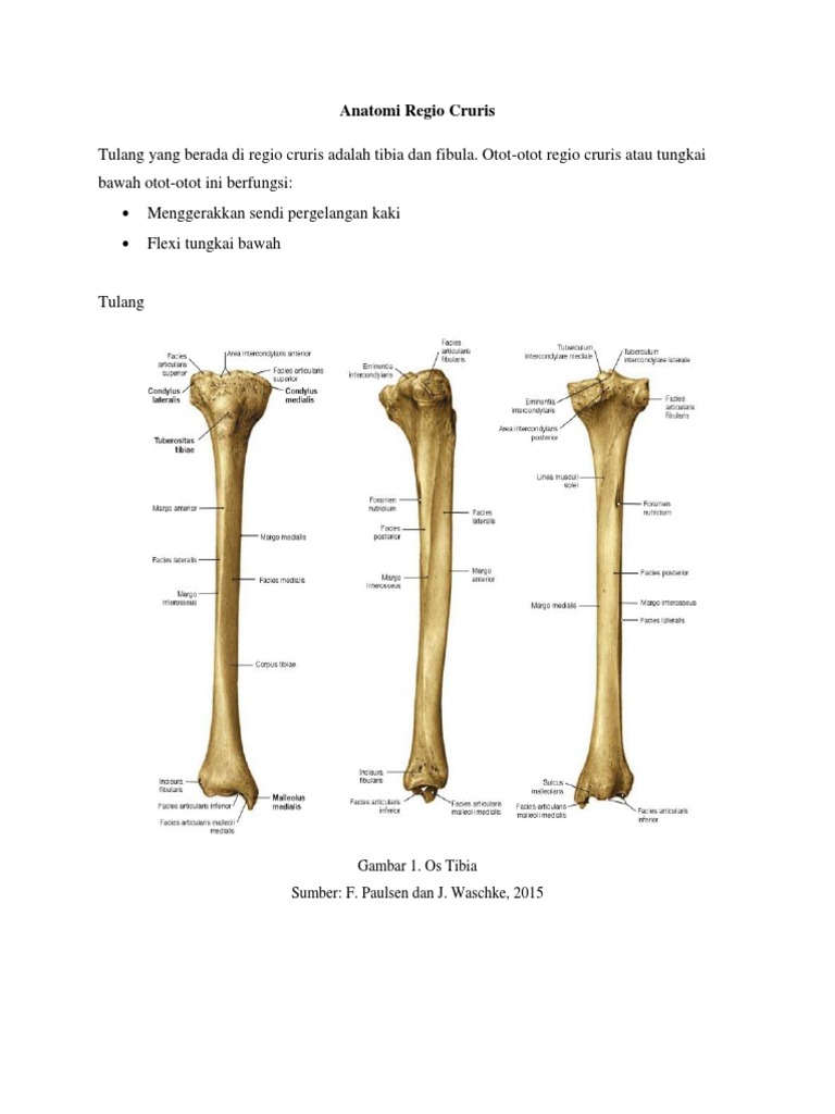 Anatomi Regio Cruris