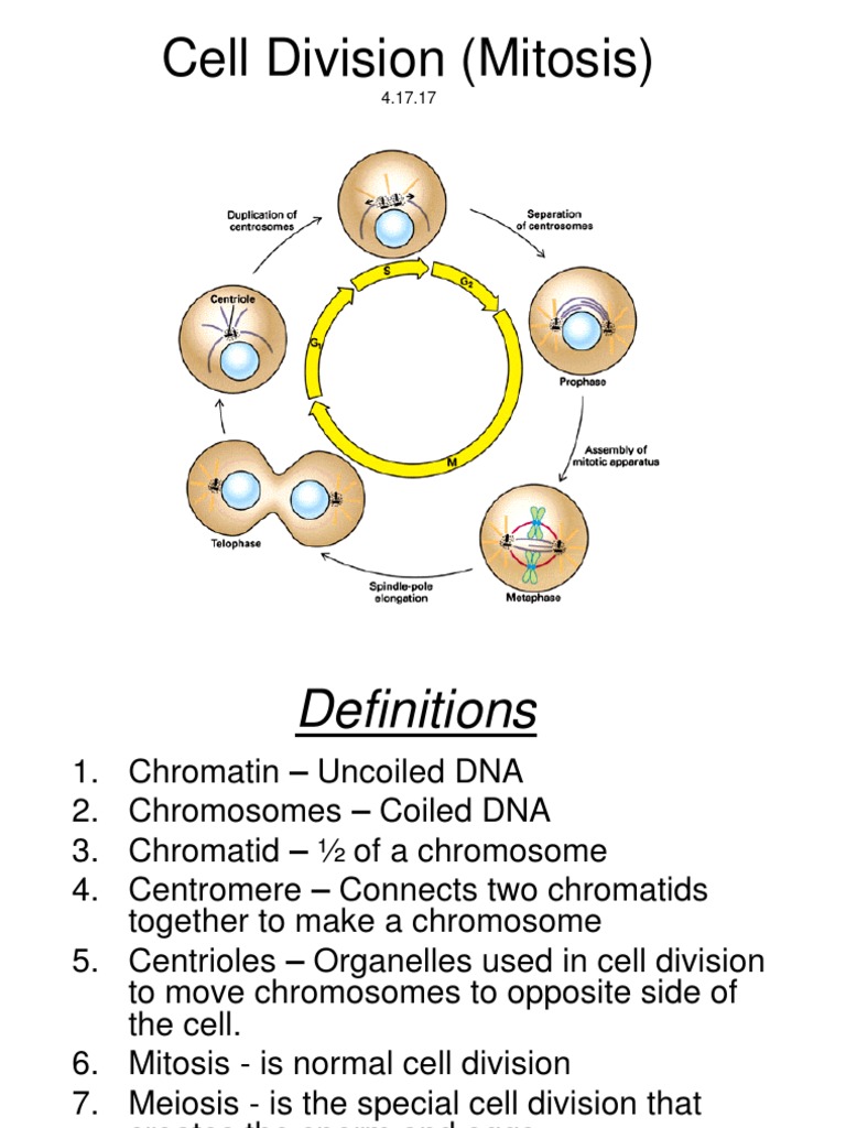 Cell Division Mitosis For Guided Notes Powerpoint 11 3 17 | PDF ...