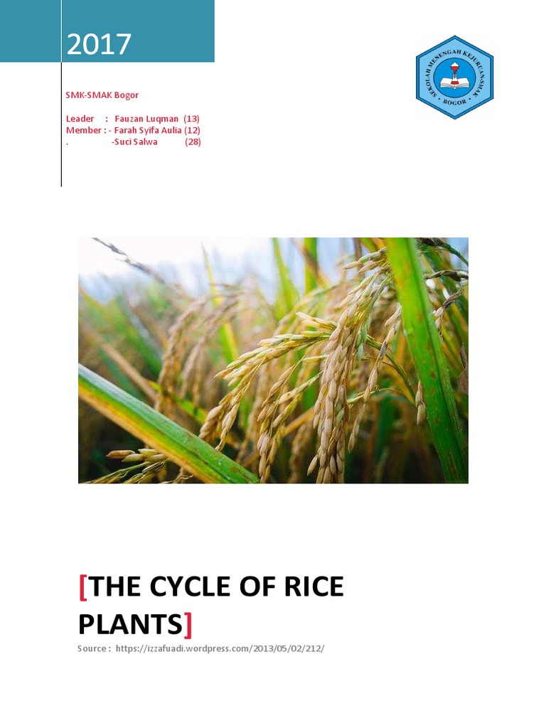 The Cycle of Rice Plants | PDF | Seed | Flowers
