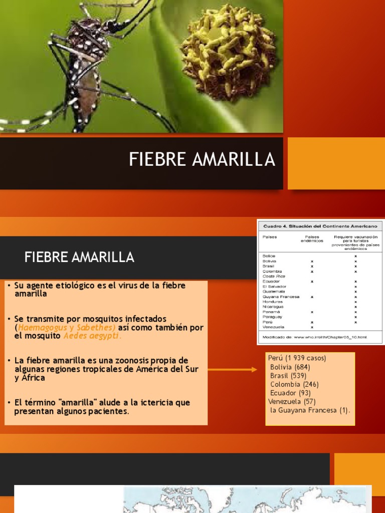 Infografía sobre Fiebre Amarilla | PDF | Fiebre amarilla | Virus