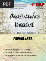 Cuspides y Surcos Dentales en Premolares y Molares | PDF | Diente ...