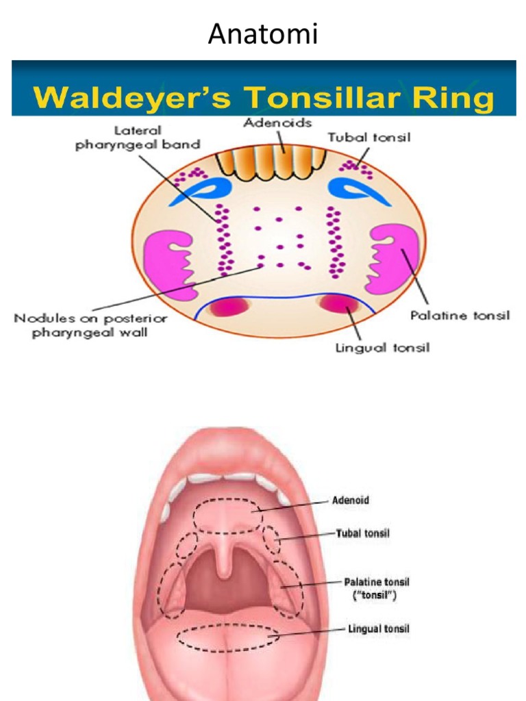Anatomi Tonsil | PDF