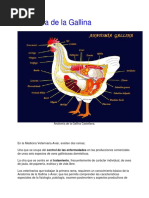 Principales Partes Del Gallo | PDF | Estudios de idiomas extranjeros