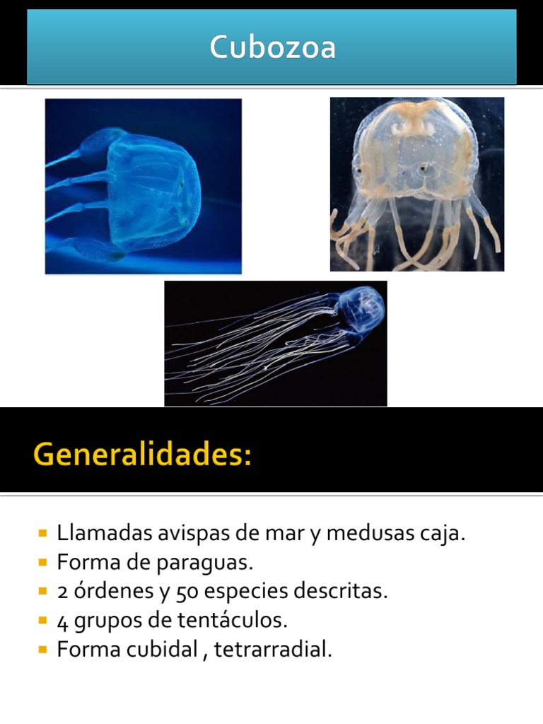 Cubozoa | PDF | Organismos acuáticos | Animales acuáticos