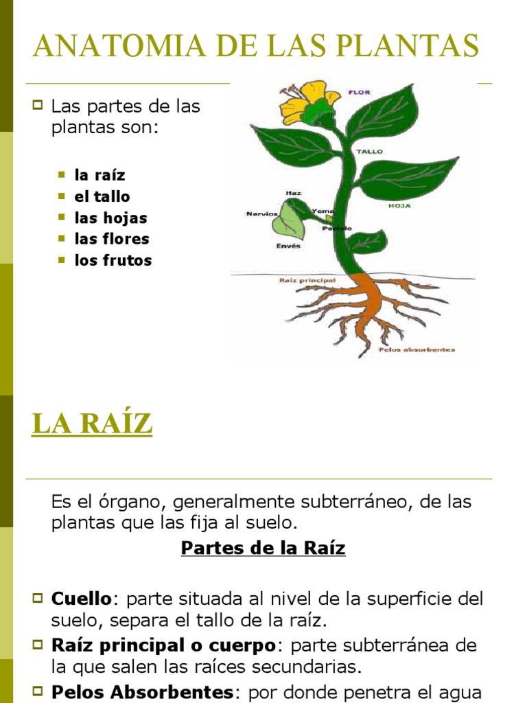 Anatomia de Las Plantas