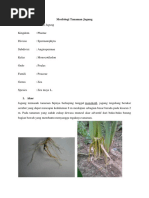 Klasifikasi Tanaman Jagung Nama Ilmiah Jagung Adalah Zea Mays | PDF