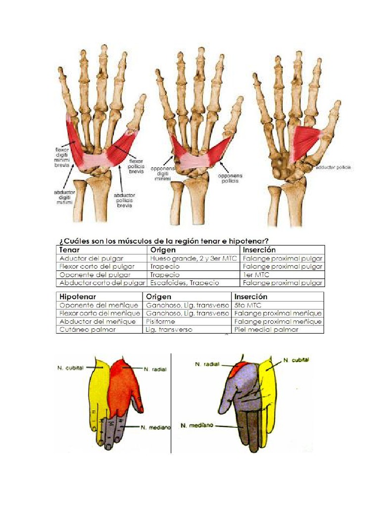 Musculo Tenares | PDF
