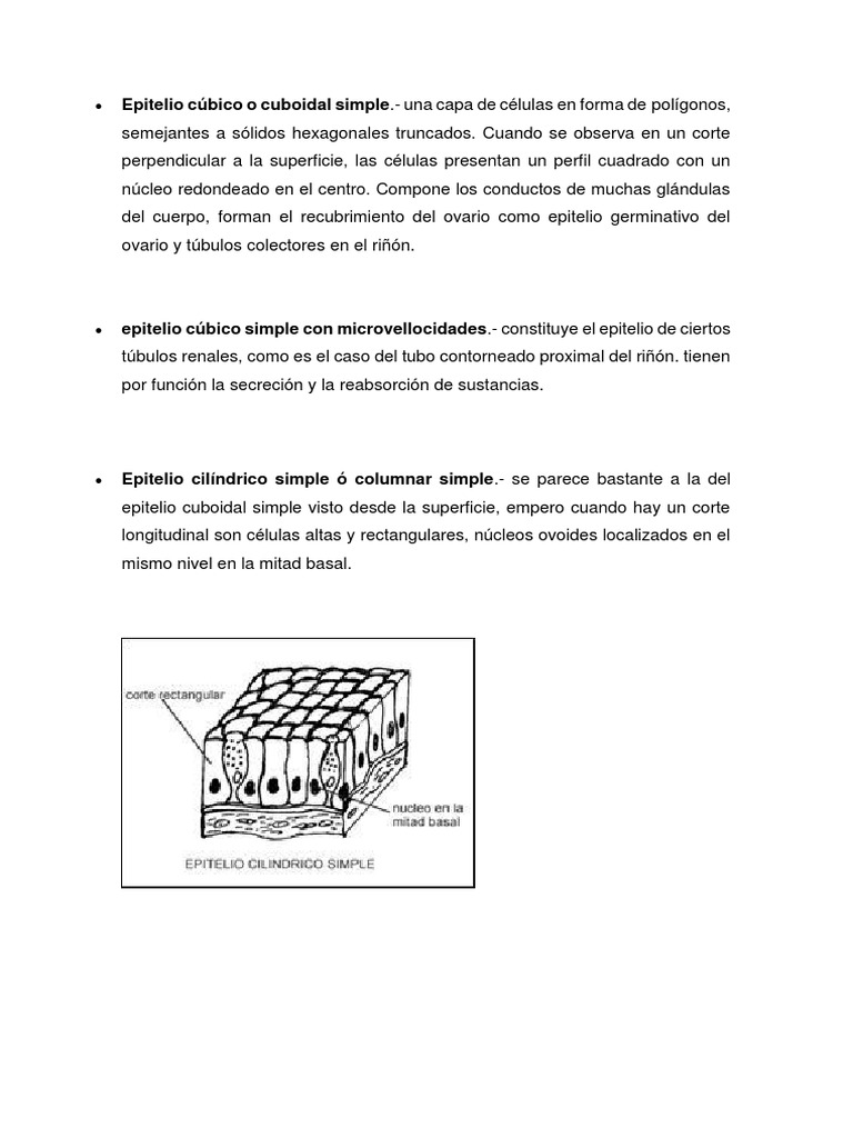 Epitelio Cúbico o Cuboidal Simple | PDF