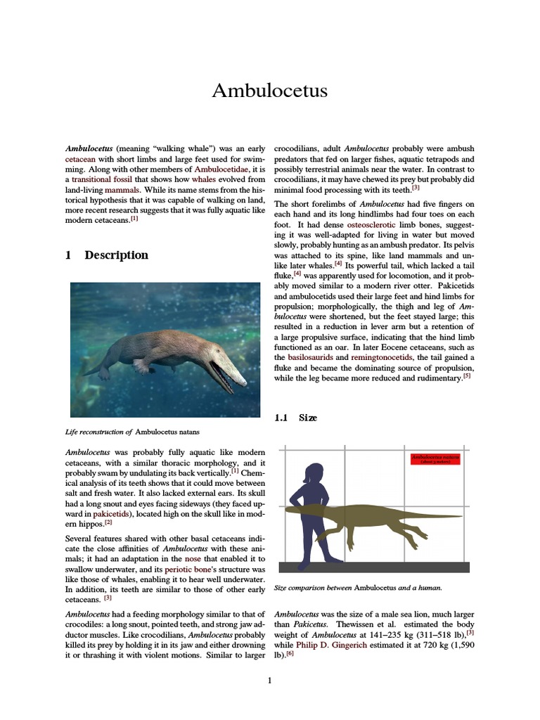 Ambulocetus Natans Skeleton