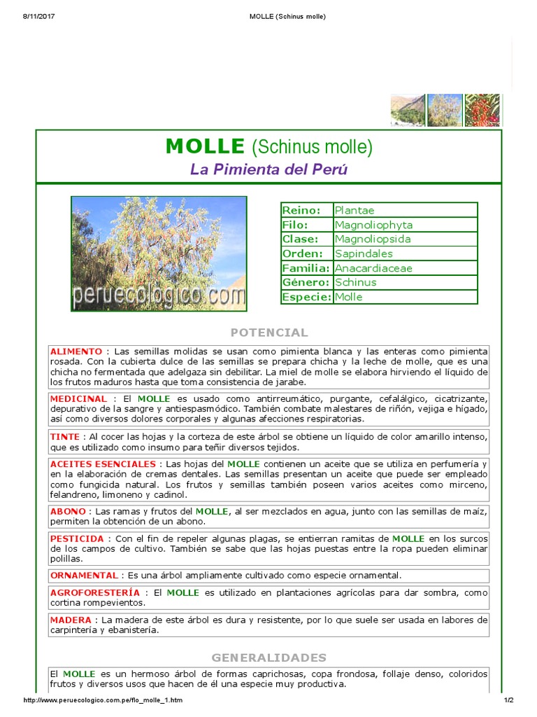MOLLE (Schinus Molle) | PDF | Arboles | Plantas
