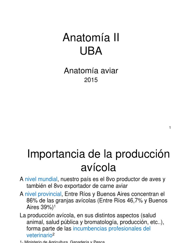 Anatomia Gallo | Descargar gratis PDF | Pulmón | Fisiologia Animal
