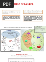 Ciclo de La Urea | PDF | Urea | Bioquímica