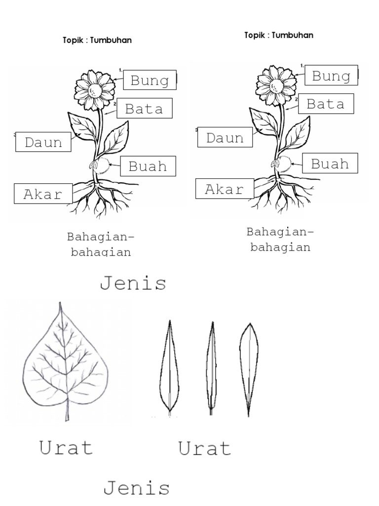 Bahagian Tumbuhan | PDF