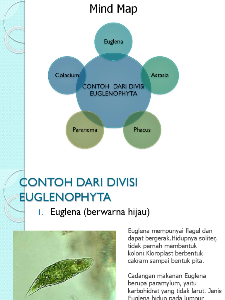Euglena | PDF