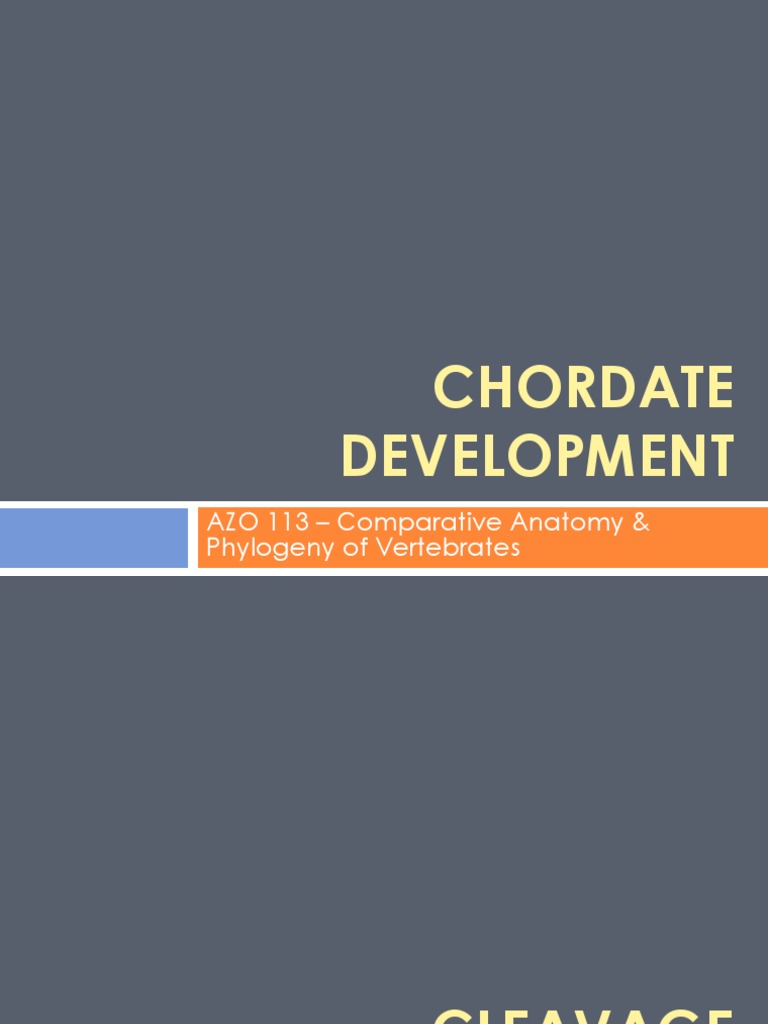 Chordate Development: AZO 113 - Comparative Anatomy & Phylogeny of ...