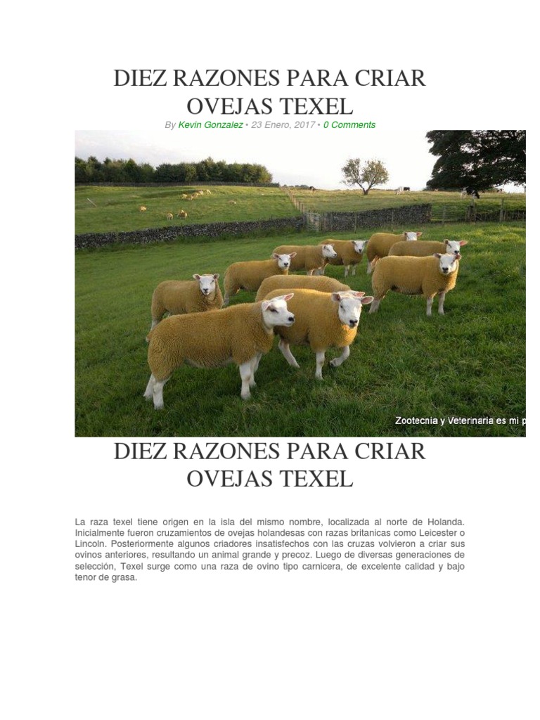 Diez Razones para Criar Ovejas Texel | PDF | Oveja | Carne