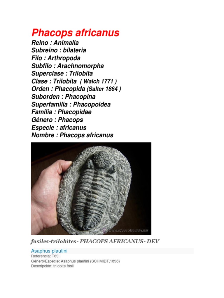 Phacops Africanus | PDF | Fósil | Estratigrafía