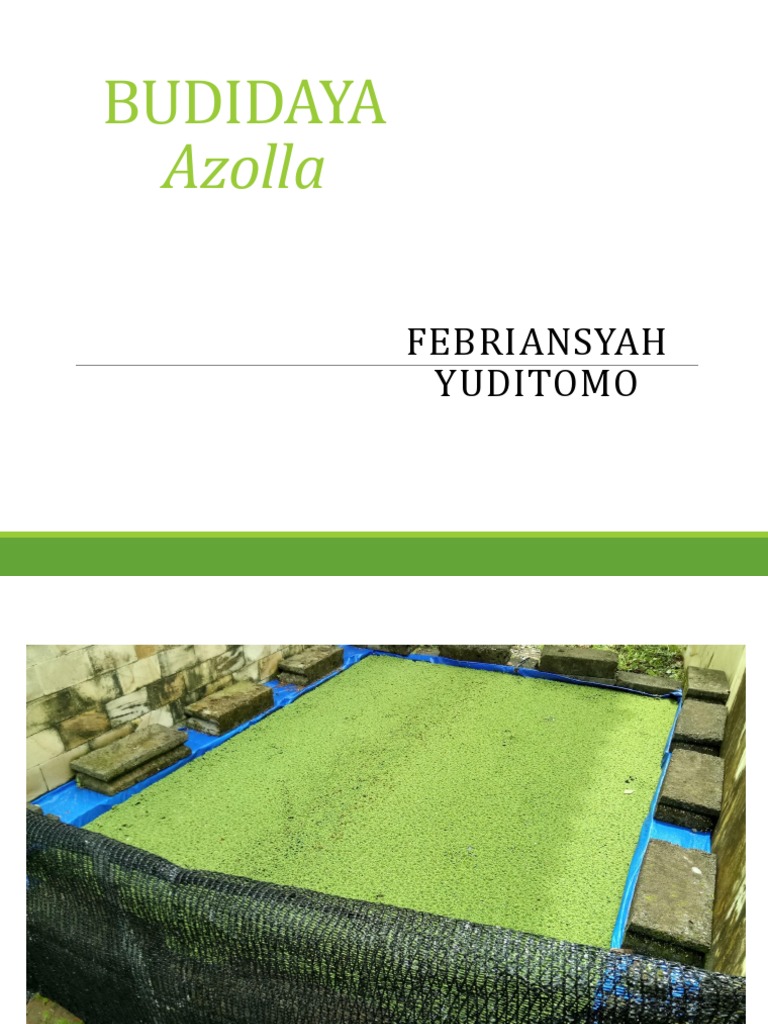 Budidaya Azolla | PDF