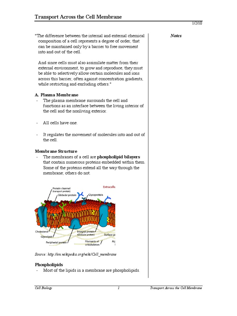 Transport Across The Cell Membrane | PDF | Cell Membrane | Lipid Bilayer