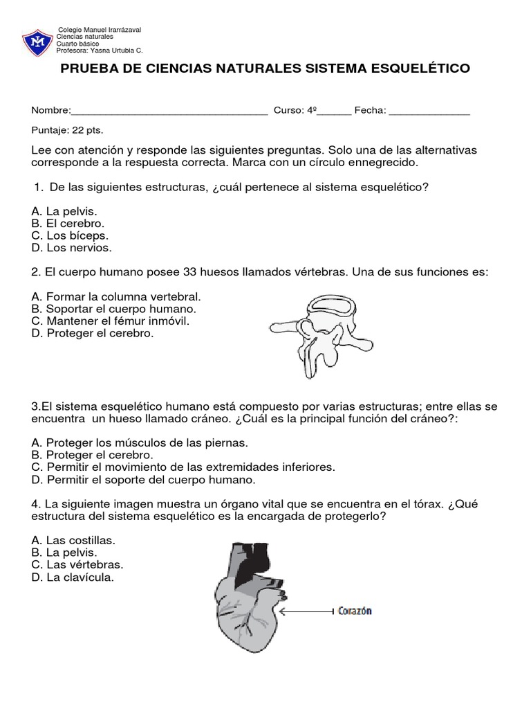 Prueba del Sistema Esquelético Infantil | PDF | Esqueleto | Hueso