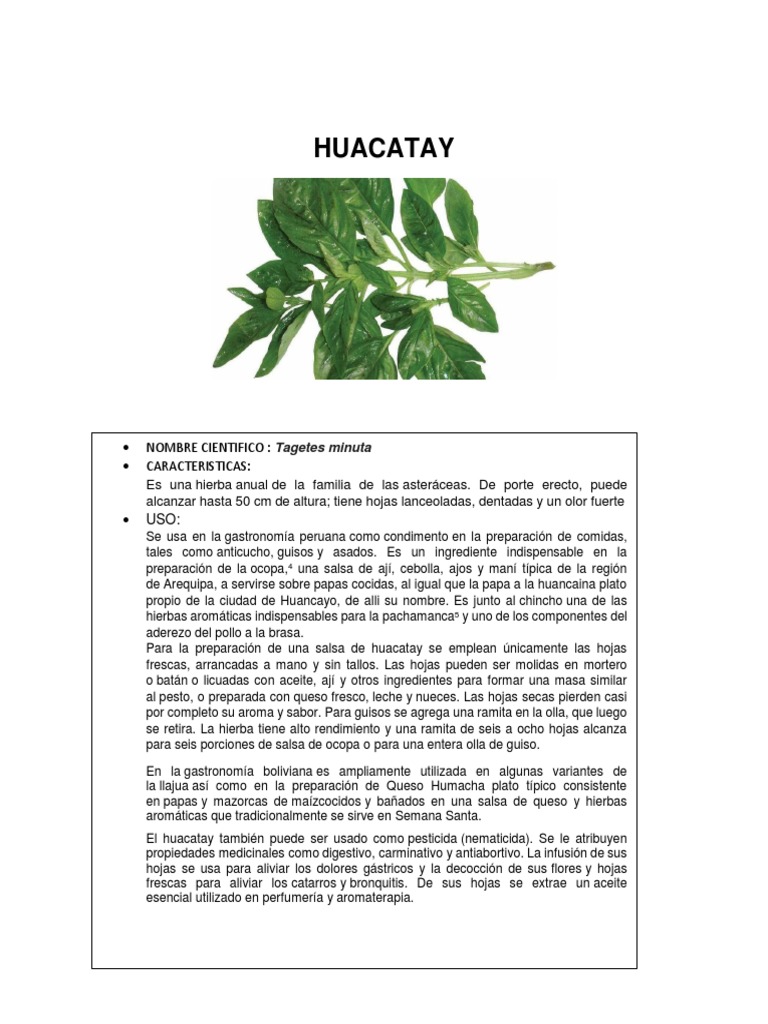 El huacatay, una hierba aromática indispensable en la gastronomía ...