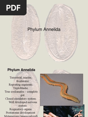 Marine Phylum Annelida