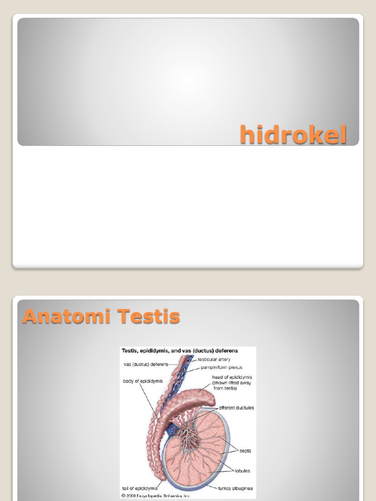 Hidrokel ppt031 | PDF