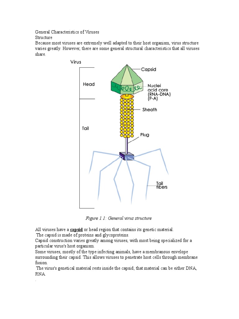 Viruses Notes | Bacteriophage | Virus