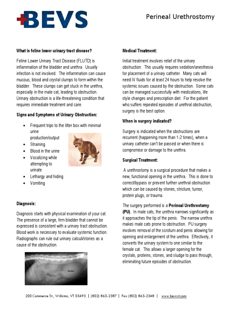 Perineal Urethrostomy PU | PDF | Urinary Incontinence | Surgery