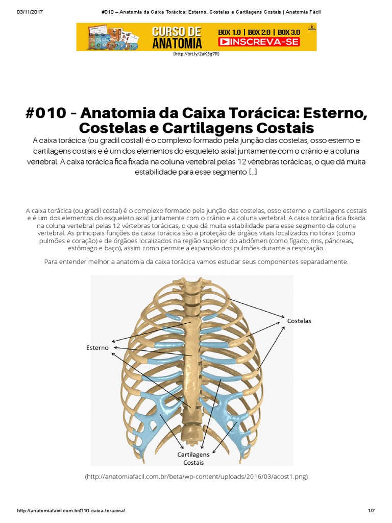 Anatomia da Caixa Torácica: Esterno e Costelas | PDF | Coluna vertebral ...