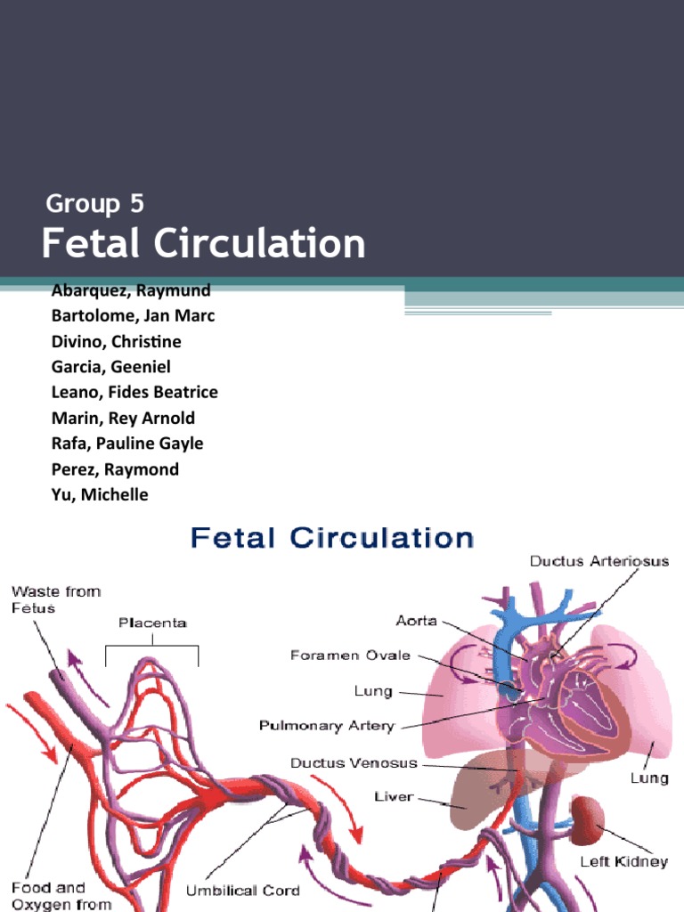 Fetal Circulation: Group 5 | PDF | Fetus | Circulatory System