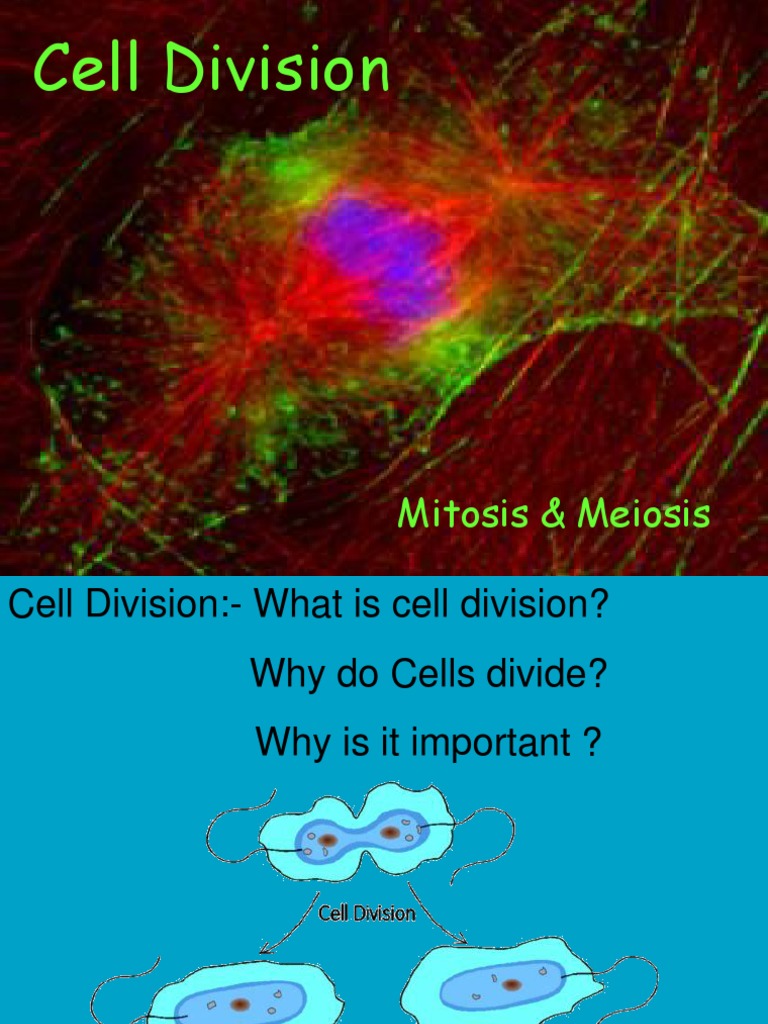 Cell Division | PDF | Mitosis | Meiosis