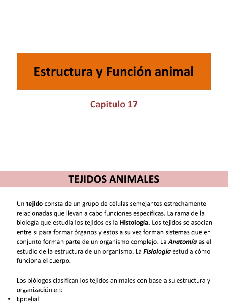 Estructura y Función Animal PDF | PDF | Epitelio | Tejido conectivo