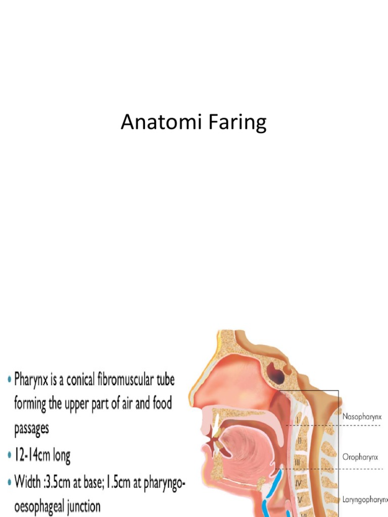 Anatomi Faring | PDF
