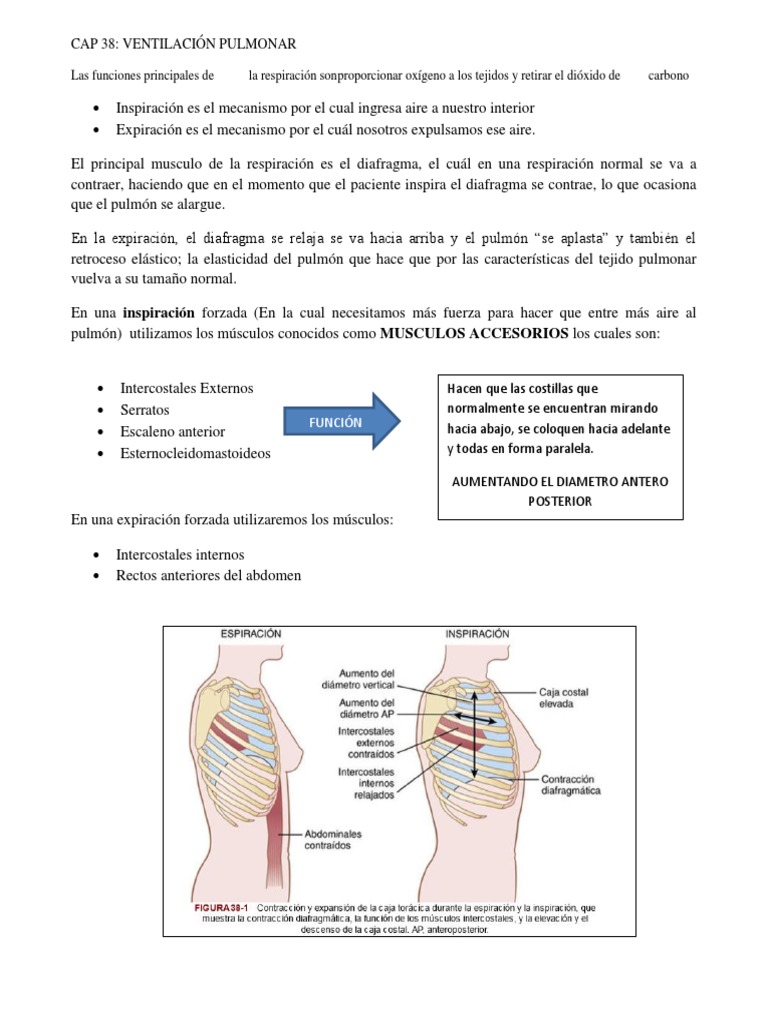 338937020-CAP-38-Fisiologia-de-Guyton-13-edicion.docx