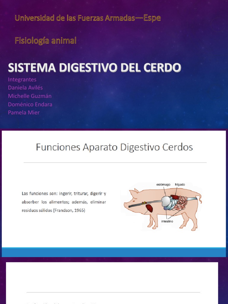 Sistema Digestivo Cerdos | PDF