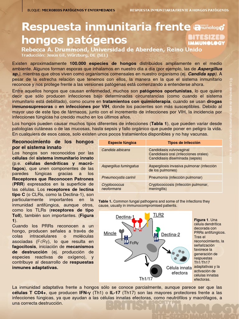 Immune Responses To Fungal Pathogens (Respuestas Inmunitarias Frente A Hongos Patógenos) | PDF ...
